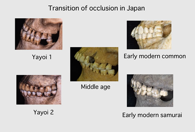 長崎大学 歯学部 ～研究分野（顎顔面解剖学）